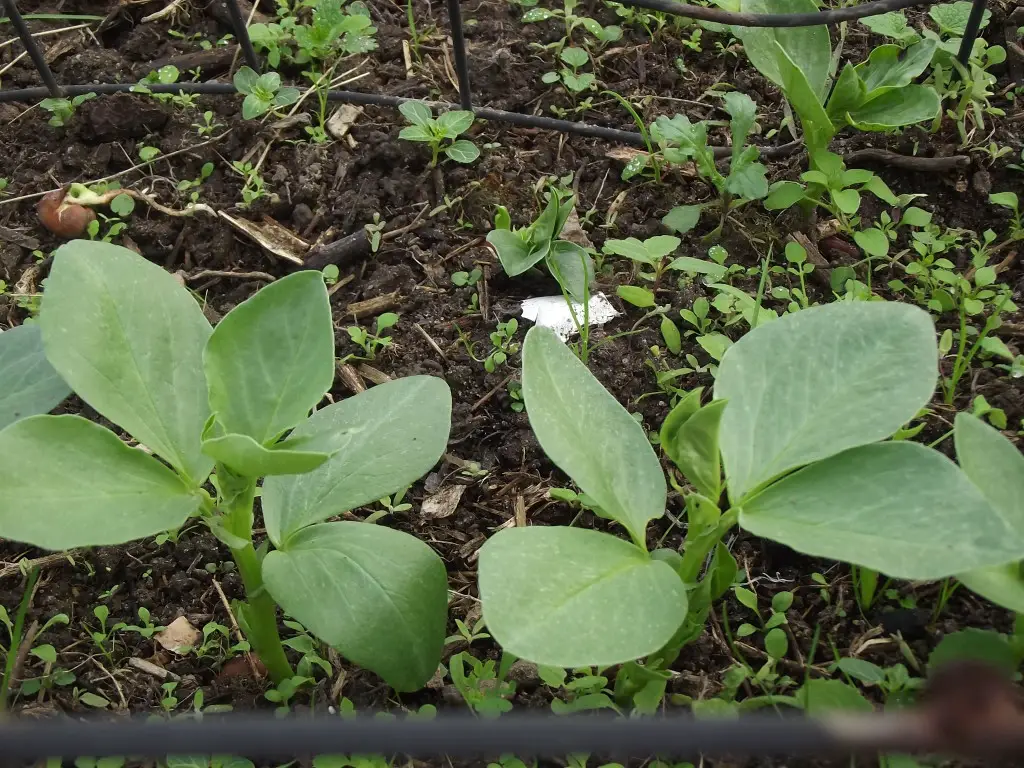 How to grow broad beans - Growing Guides