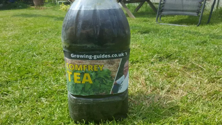 How To Make Comfrey Tea [Organic Comfrey Plant Food Guide]