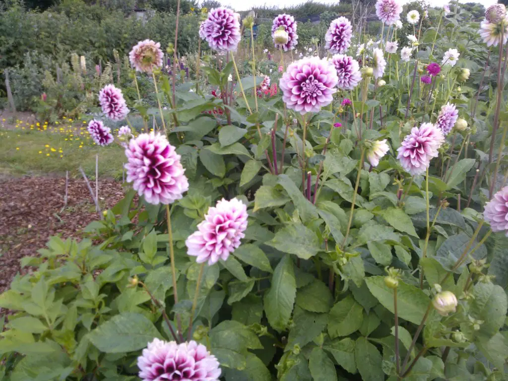 Flowers As Companion Plants - Growing Guides