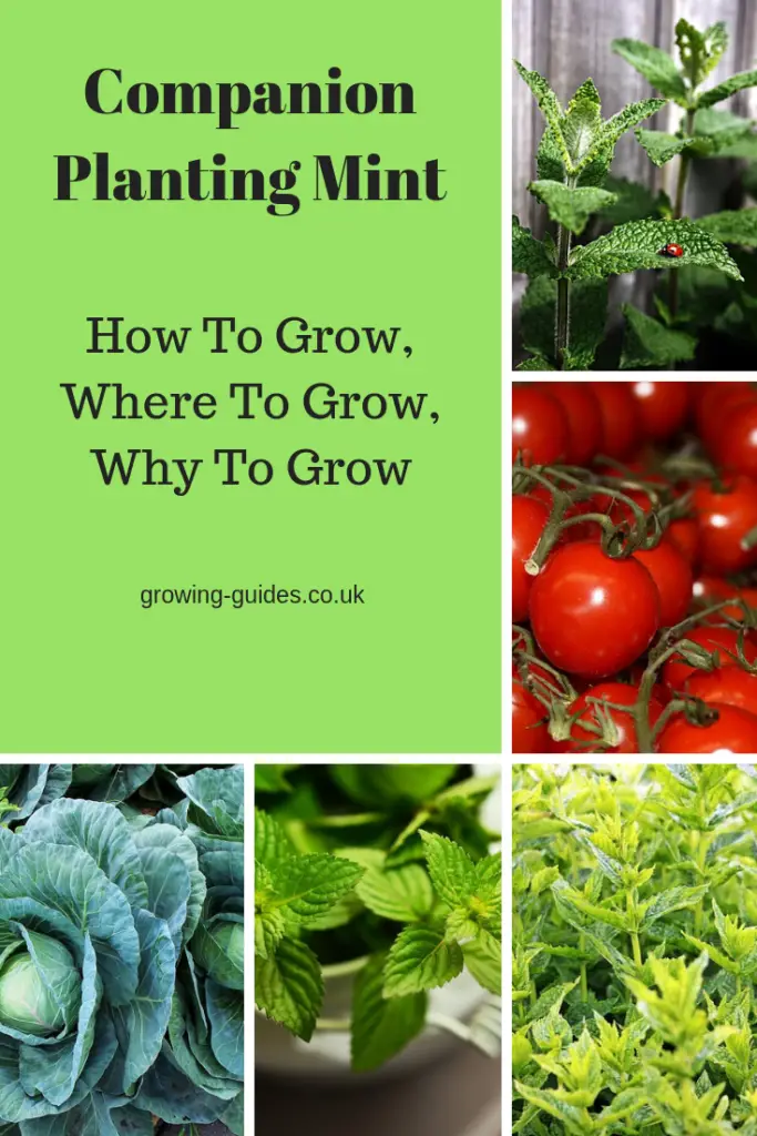 Companion Planting Mint - Growing Guides
