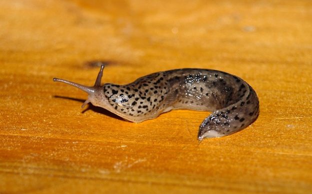 Facts About Slugs - Growing Guides