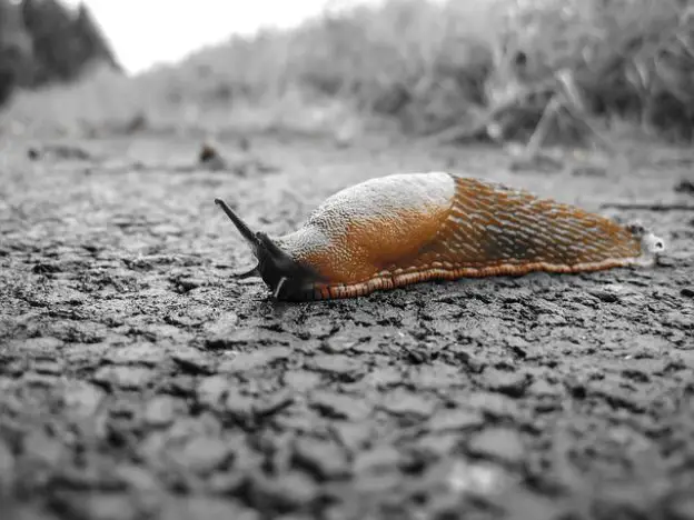 Facts About Slugs - Growing Guides