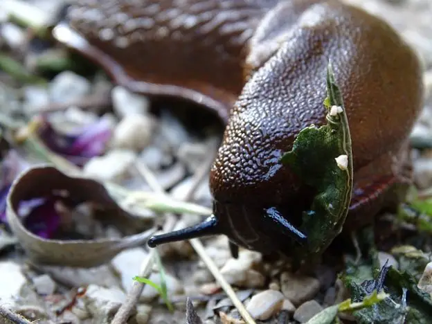 Facts About Slugs - Growing Guides