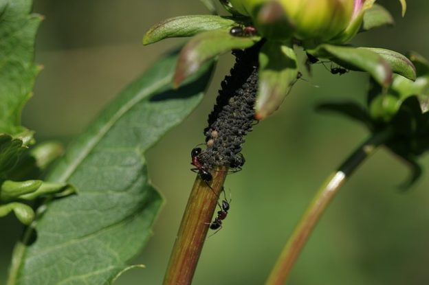 How To Get Rid Of Aphids Naturally [9 Organic Methods] - Growing Guides