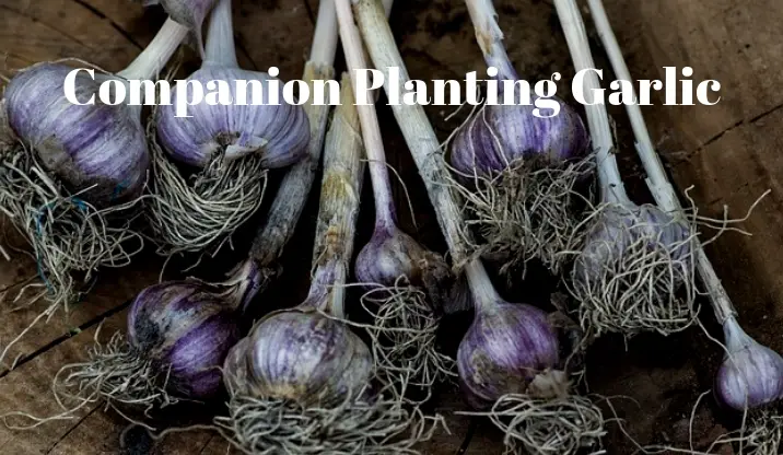 Companion Planting Garlic - Growing Guides