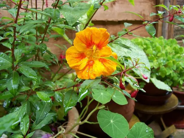 Nasturtium Companion Plants - Growing Guides