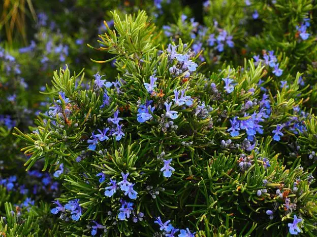 Rosemary-and-Roses - Growing Guides