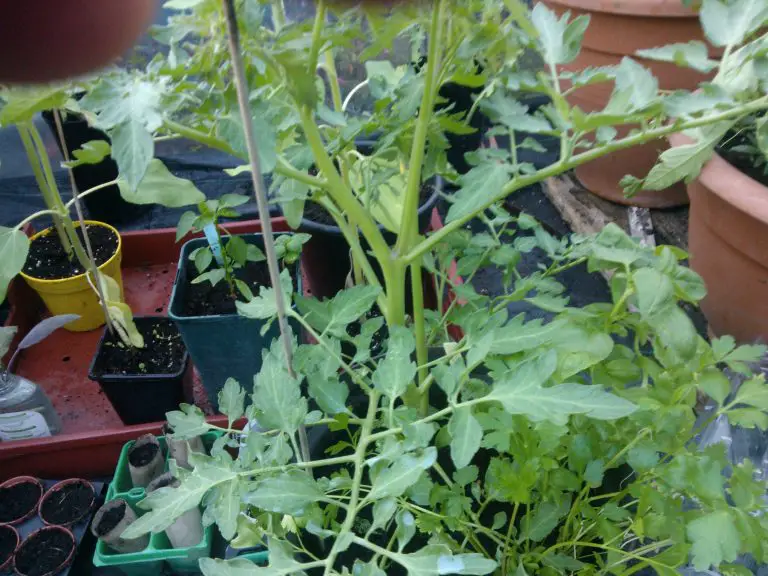 How To Tell Determinate From Indeterminate Tomatoes Growing Guides