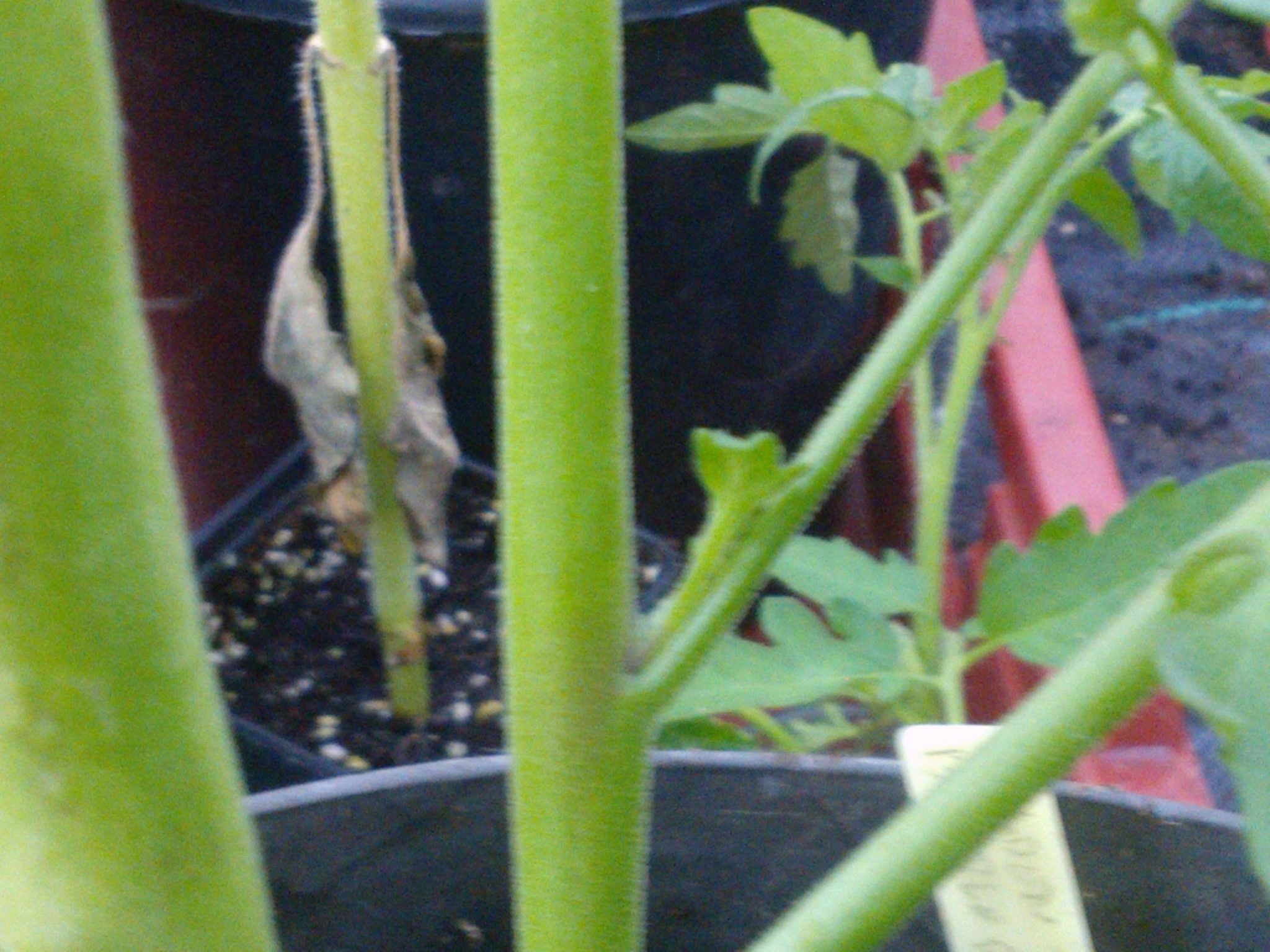 How To Tell Determinate From Indeterminate Tomatoes Growing Guides