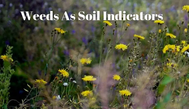 Weeds As Soil Indicators - Growing Guides