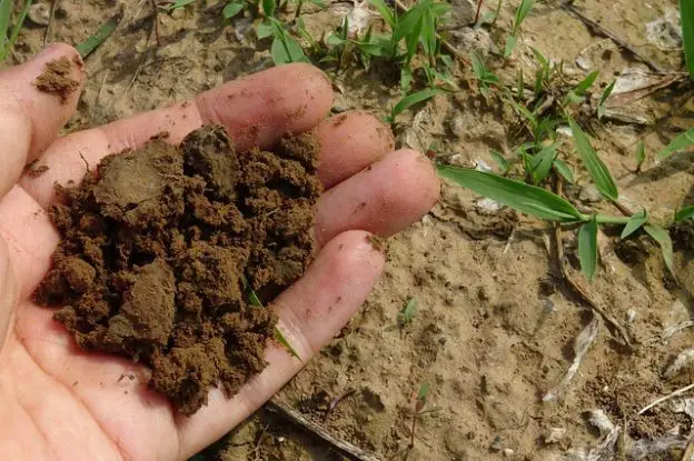 Why Are Earth Worms Good For The Soil - Growing Guides