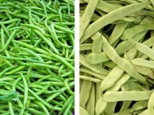 Bush Beans vs Pole Beans - Growing Guides