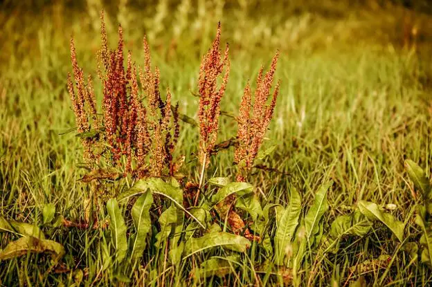 Weeds As Soil Indicators - Growing Guides
