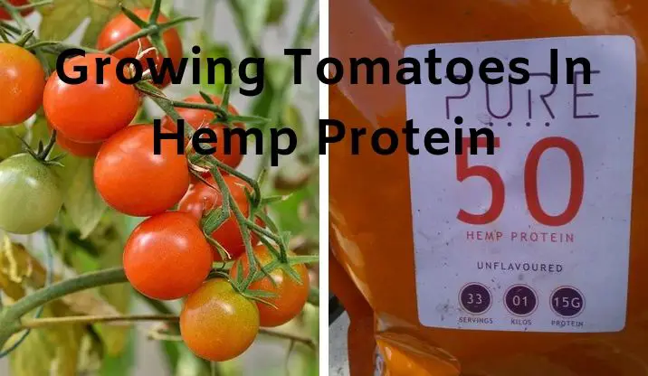 Growing Tomatoes In Hemp Protein - Growing Guides