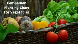 Companion Planting Chart For Vegetables - Growing Guides