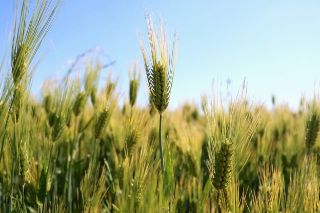 The Secrets Of Semolina Bread - Growing Guides