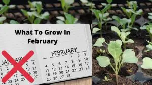 What to Grow in February - Growing Guides