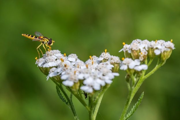 Companion Planting Citrus - Growing Guides
