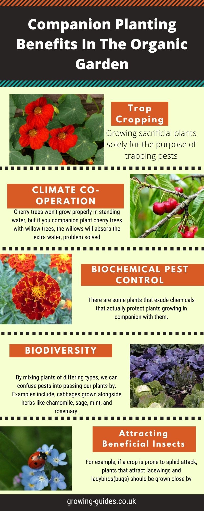 Companion Planting Benefits In The Organic Garden - Growing Guides