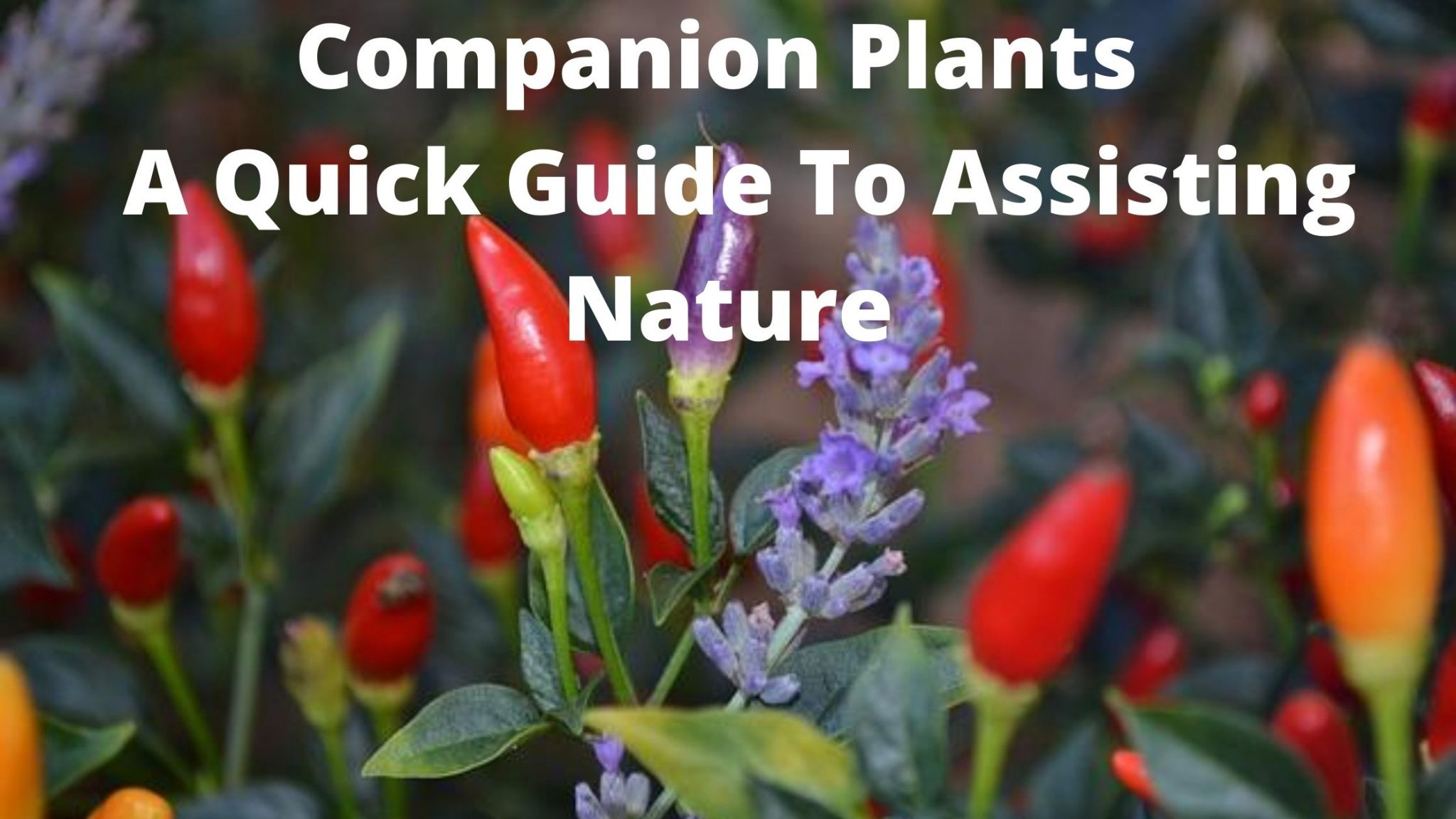 Companion Plants - A Quick Guide To Assisting Nature - Growing Guides