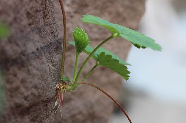 What Does It Mean When Strawberries Don't Flower? - Growing Guides