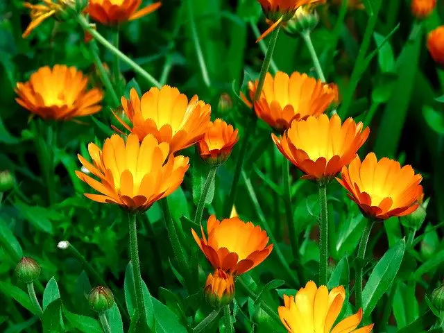 calendula-herb - Growing Guides