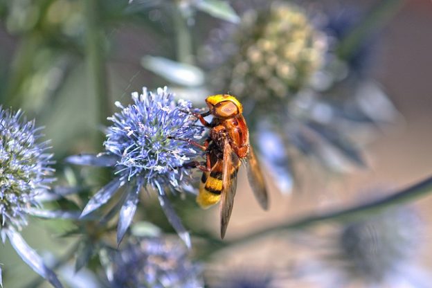 Hoverflies What Are They And Why Are They Important - Growing Guides