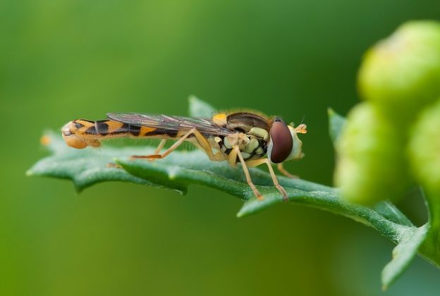 Hoverflies What Are They And Why Are They Important - Growing Guides