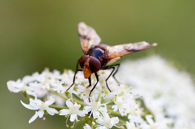 Hoverflies What Are They And Why Are They Important - Growing Guides